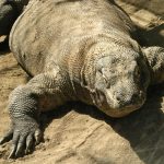 Komodo Dragon Size (Facts You Probably Didn't Know)