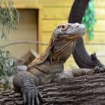 How Much Do Komodo Dragons Weigh? (Reptile Facts)
