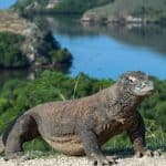 How Fast Is a Komodo Dragon? (On Land And Water)