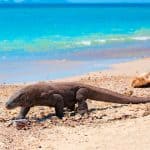 10 Komodo Dragon Facts (World's Largest Lizard)