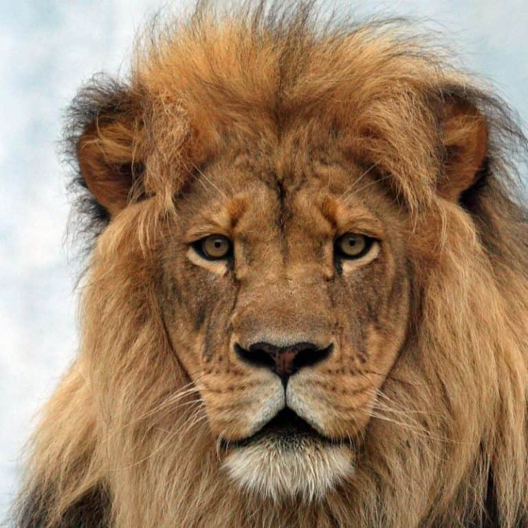 How Much Do Lions Weigh? (Large Predators)