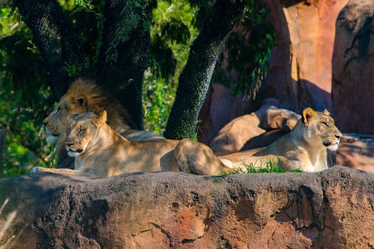 What Is A Group Of Lions Called? (Animal Groups)