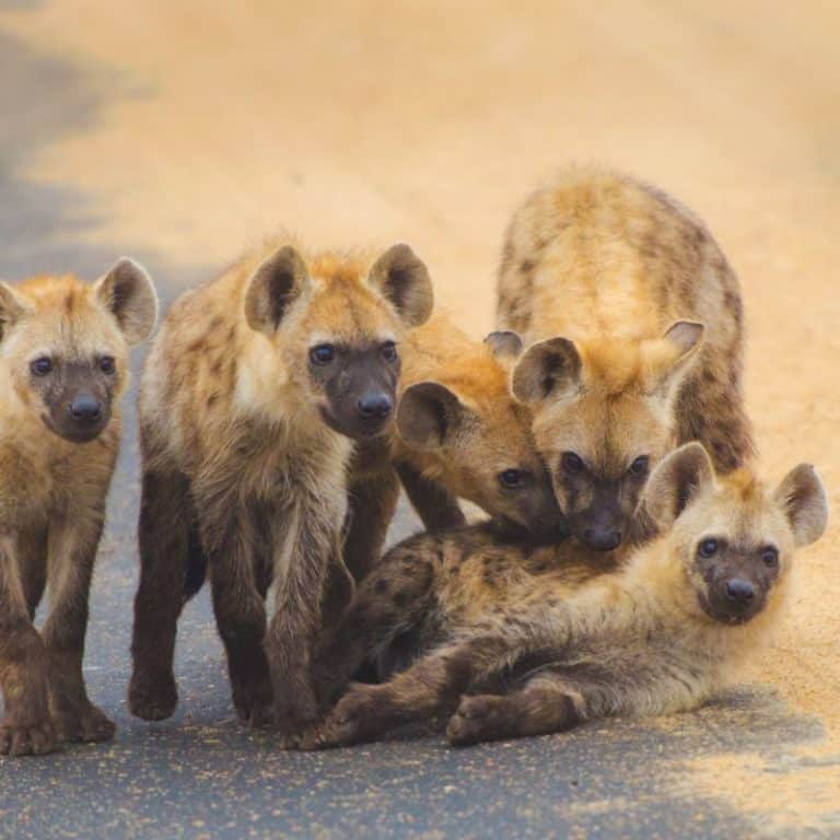 10 Adorable Baby Hyena Facts (You Would Not Believe)