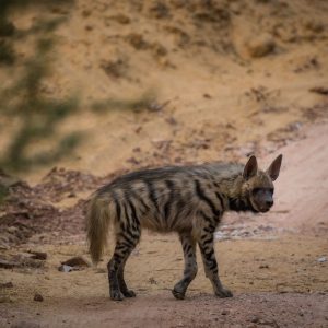 10 Striped Hyena Facts (You Probably Didn't Know)