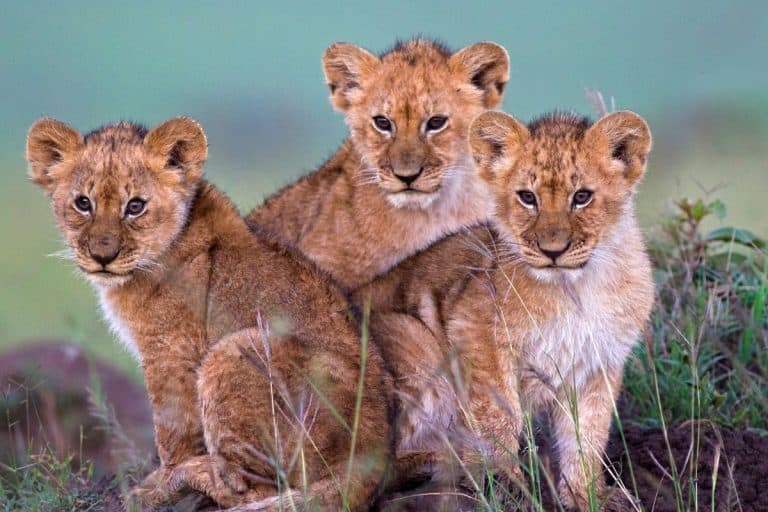 10 Adorable Baby Lion Facts (Big Cat Facts)