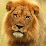 Why Do Lions Have Manes? [The Real Reasons]