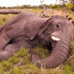 How Do Elephants Sleep? (Elephant Sleeping Routines)