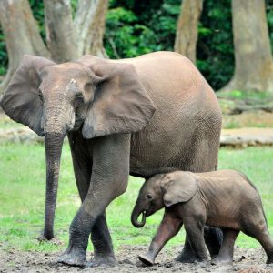10 African Forest Elephant Facts (Facts You Need To Know)