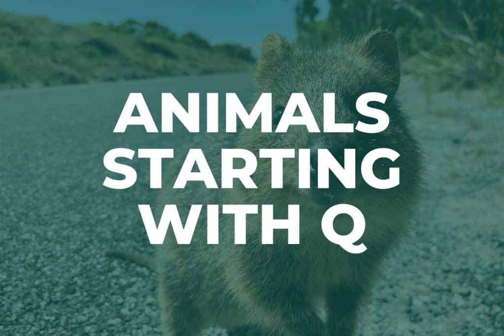 Animals That Start With Q (With Pictures)