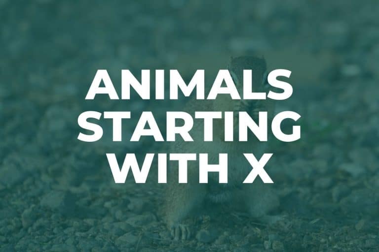 Animals That Start With X (With Pictures)