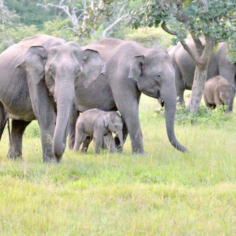 How Many Elephants Are Left in the World? (What Can We Do)