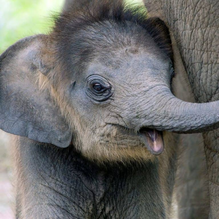 10 Adorable Baby Elephant Facts (Amazing Elephant Facts)