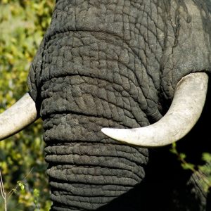 Elephant Tusks: All You Need To Know (Save The Elephants)