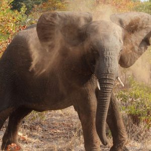 Are Elephants Dangerous? (Elephant Behavior Uncovered)