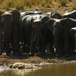 Elephant Fears: Why They’re Scared of Mice and Bees