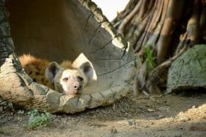 Where Do Hyenas Live? (Hyena Habitats Explored)
