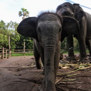 10 Sumatran Elephant Facts (Elephant Facts You Should Know)