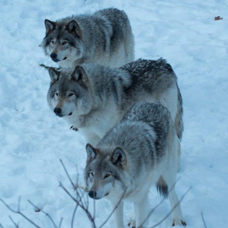 Hyena vs Wolf: What’s The Difference? (Answered)