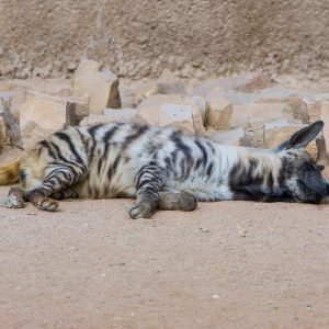 What Do Hyenas Look Like? (Hyena Species Differences)