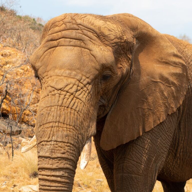 Do Elephants Have Good Eyesight? How Far Can They See?