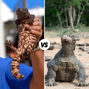 Komodo Dragon vs. Gila Monster: What’s The Difference?
