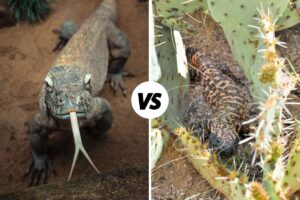 Komodo Dragon vs. Gila Monster: What’s The Difference?