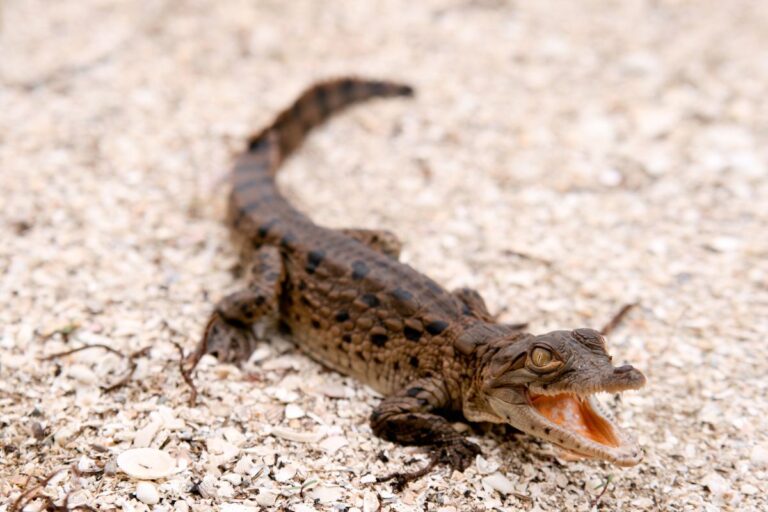 10 Adorable Baby Crocodile Facts You've Never Heard Of