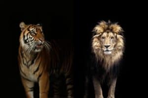 Lion vs Tiger: A Comprehensive Comparison - Leo Zoo