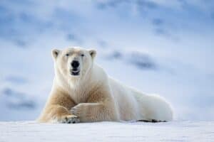 Where Do Bears Live And How Do They Behave? - Leo Zoo