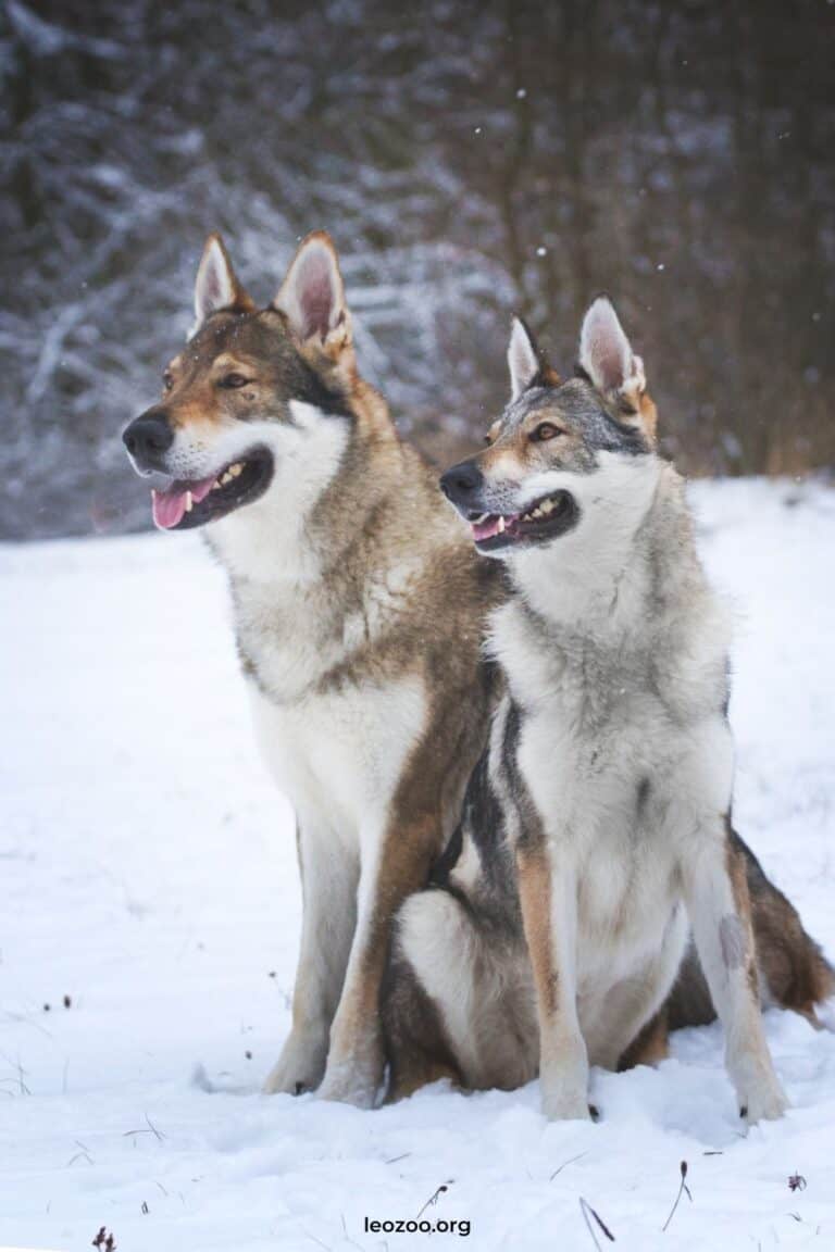 9 Dogs That Look Like Wolves | Wolf Meets Canine