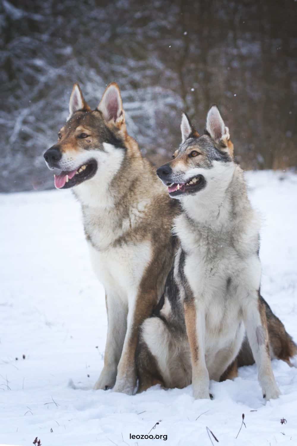 9 Dogs That Look Like Wolves | Wolf Meets Canine